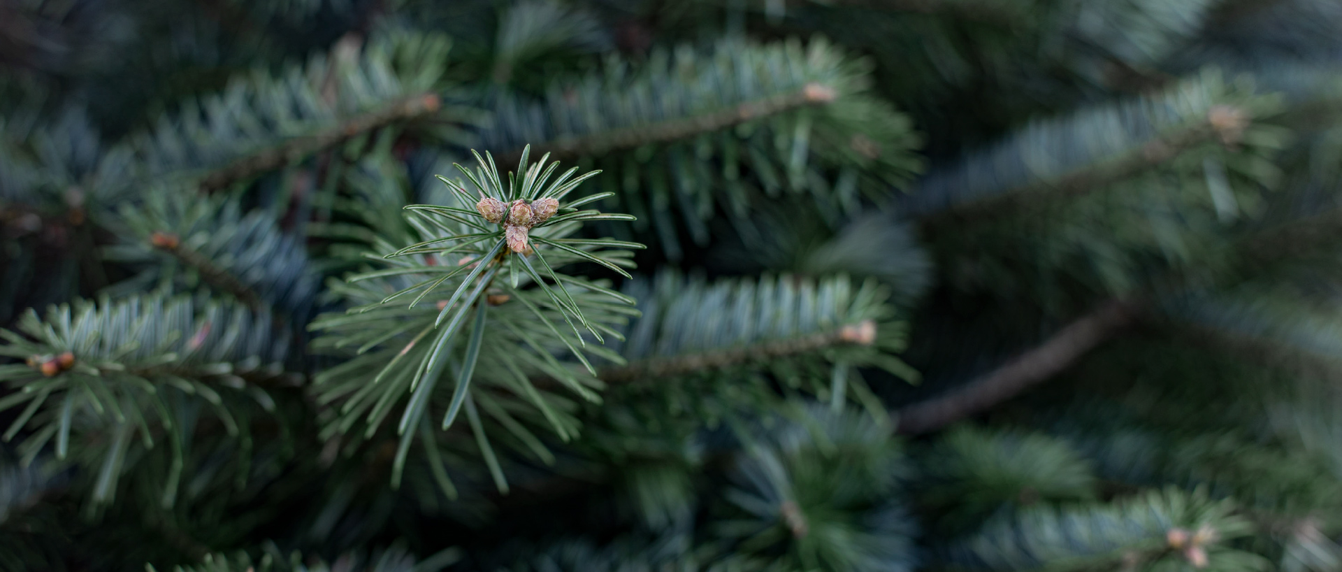 Our Trees - Twiggy Estate